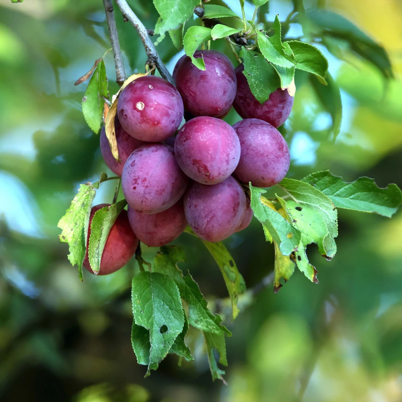Säulenmirabelle «Ruby» – Bio-Obstbäume für Balkon & Garten